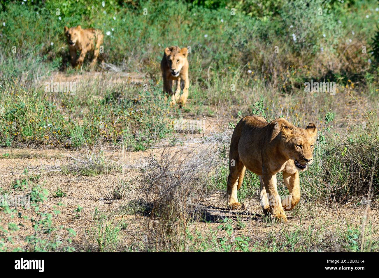 Savannah lions landscape hi-res stock photography and images - Alamy