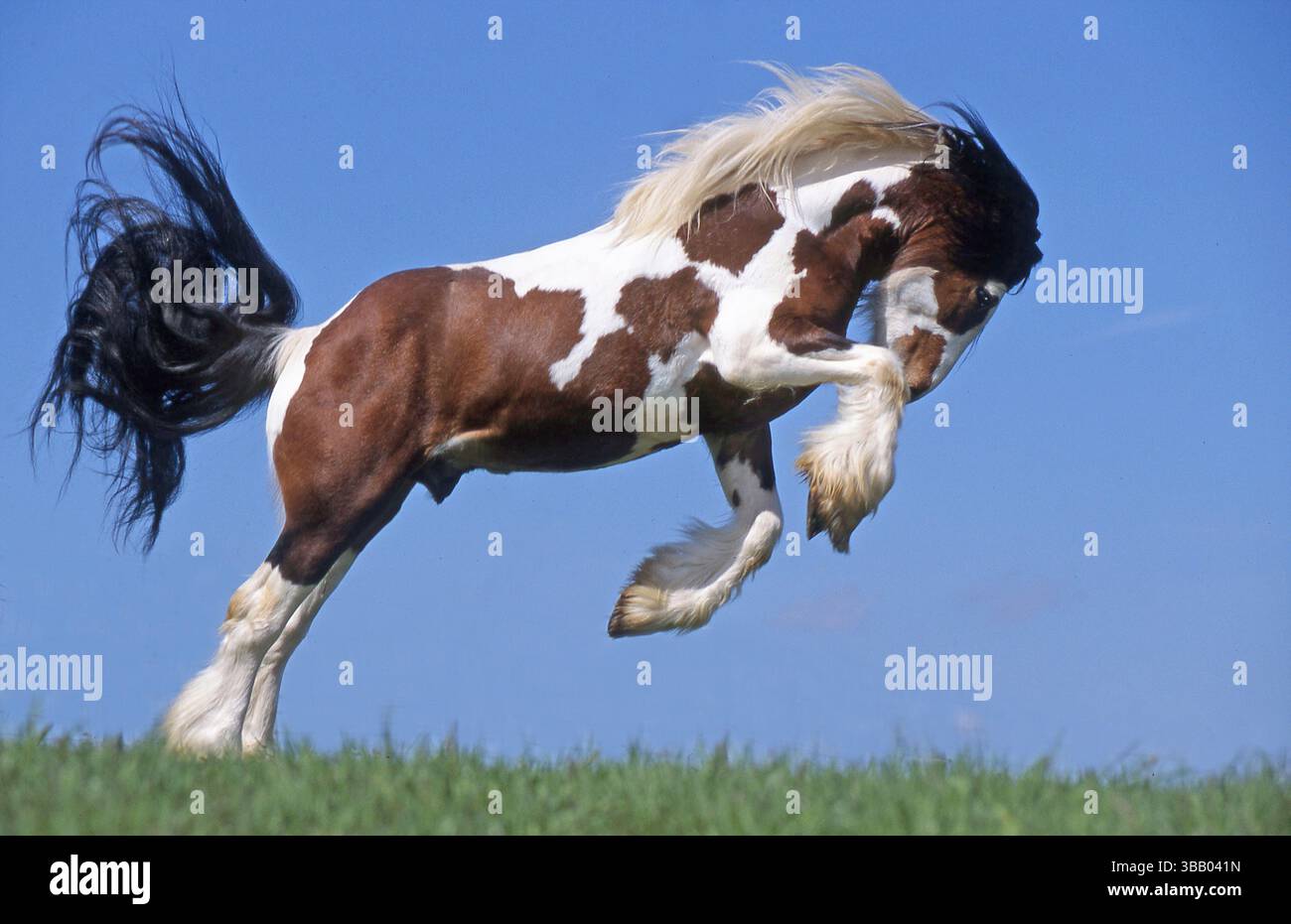 Galineers Cob. Stallion leaping on a pasture. Germany Stock Photo - Alamy