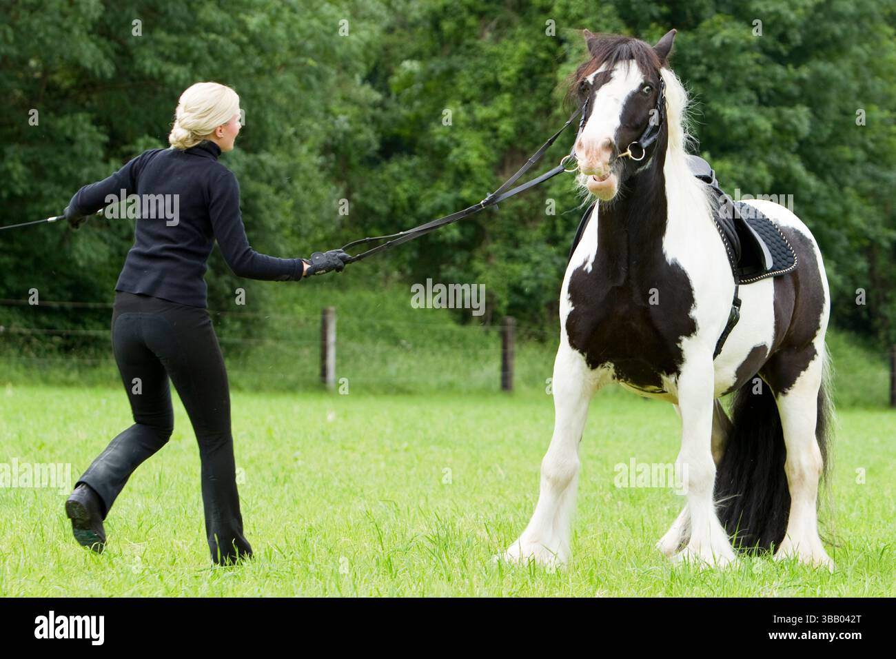 A Tinker is pulling. As a result, his rider falls off the horse. Series ...