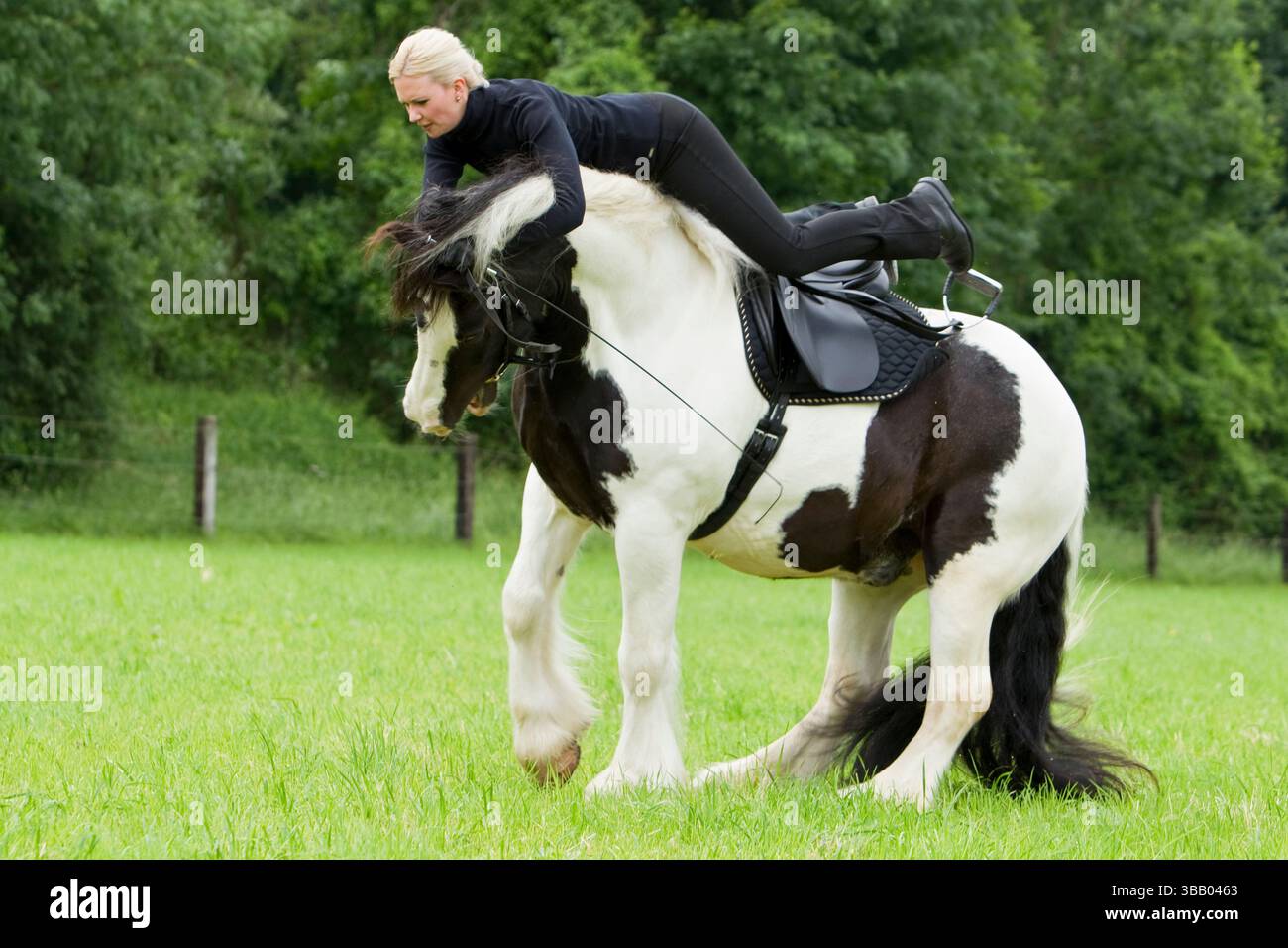 A Tinker is pulling. As a result, his rider falls off the horse. Series ...