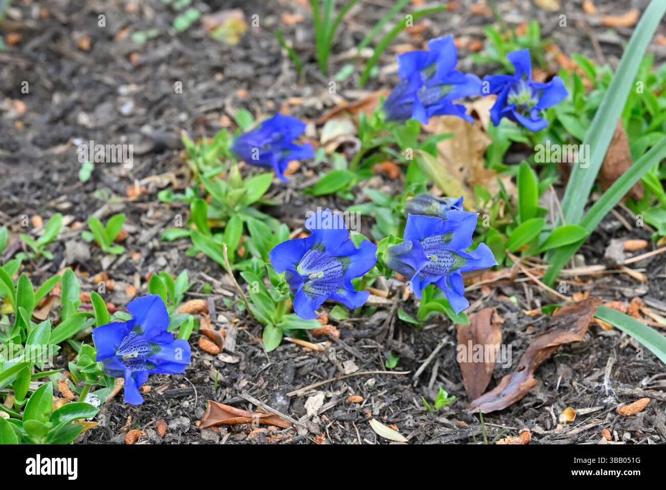 Intense blue spring flowers of, stemless gentian, Gentiana acaulis ...