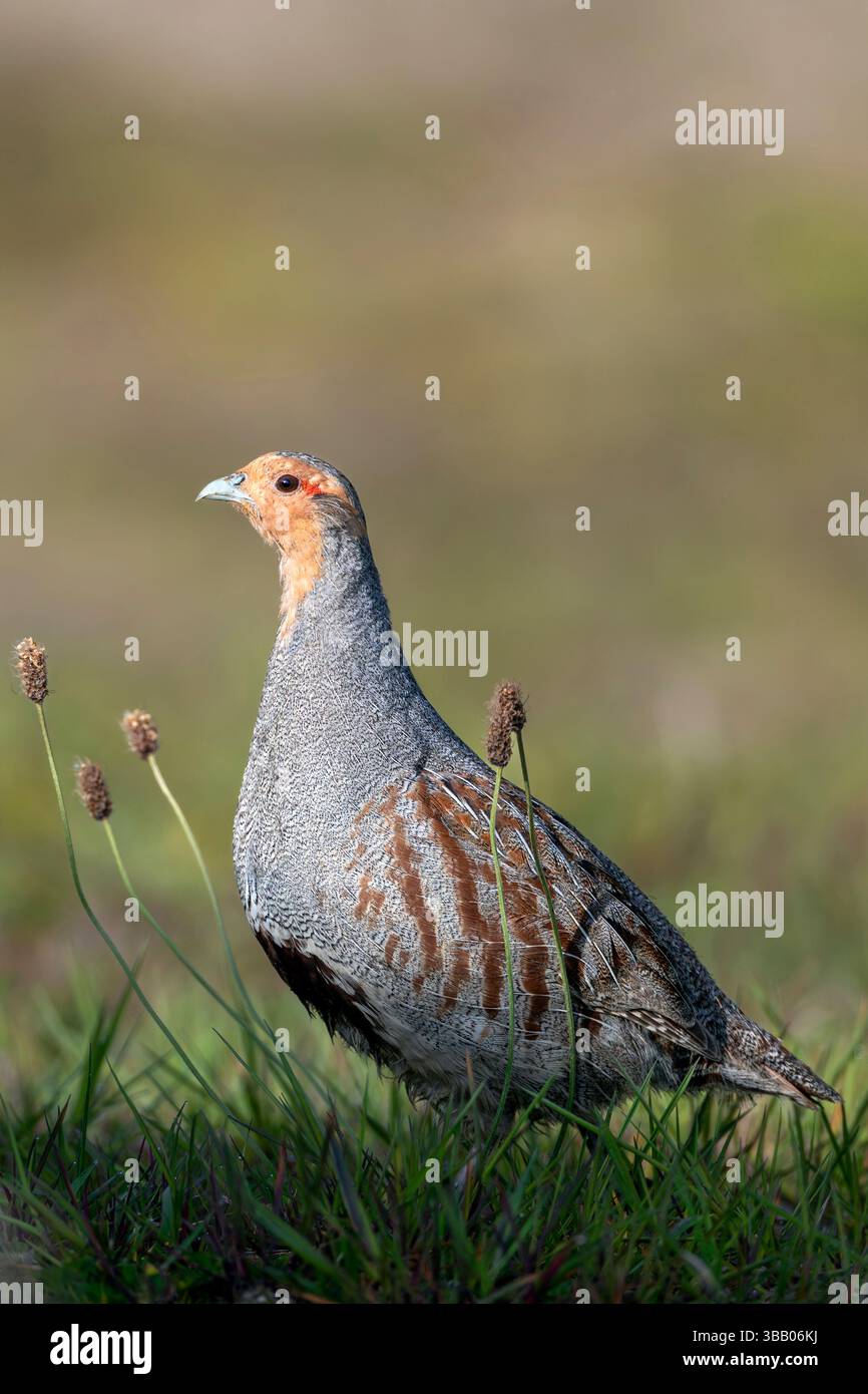 Grey Partridge, European Partridge (Perdix perdix). Adult male in early ...