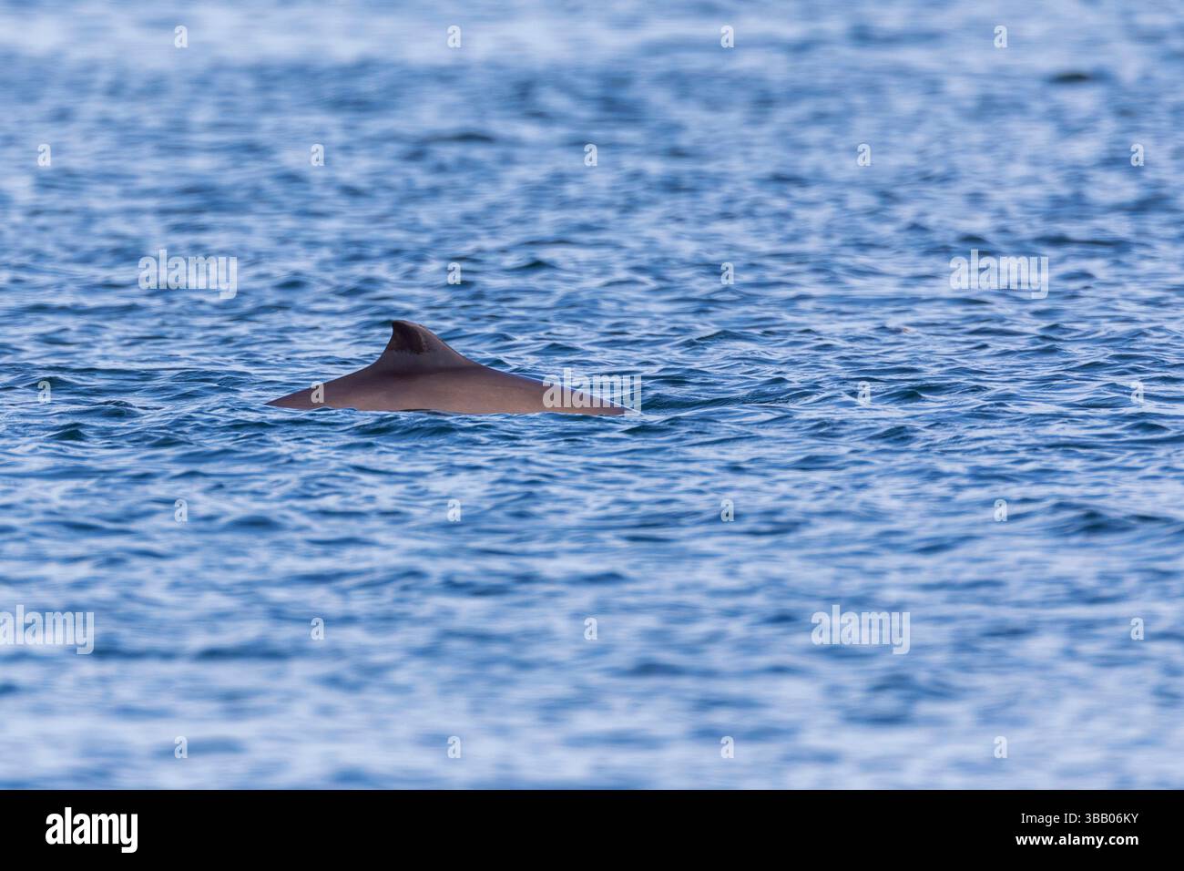 Common Harbor Porpoise (Phocoena phocoena) swimming. Denmark Stock ...