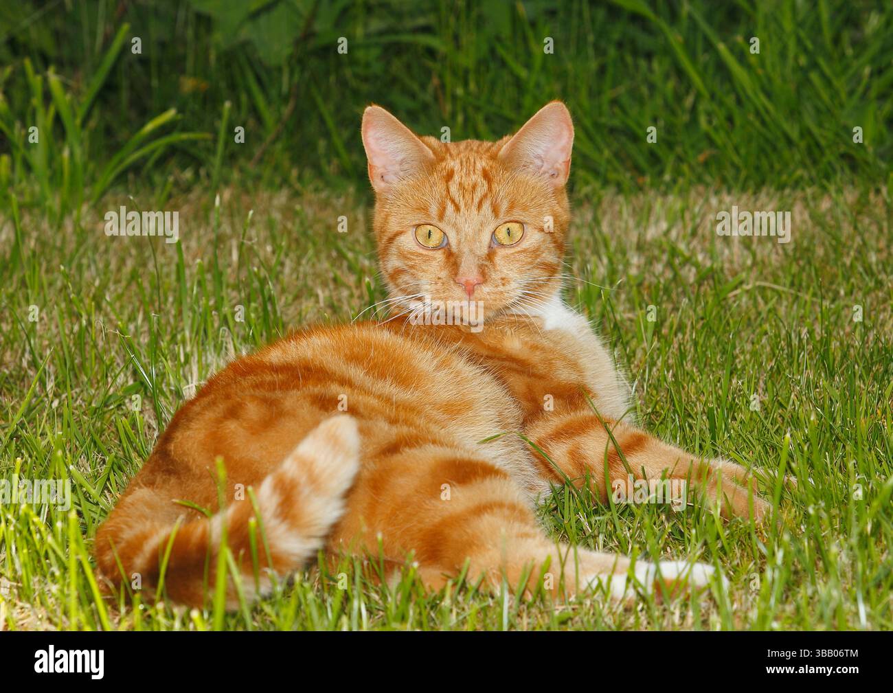 Domestic cat. Ted tabby tomcat (1 year old) lying on grass. Germany ...