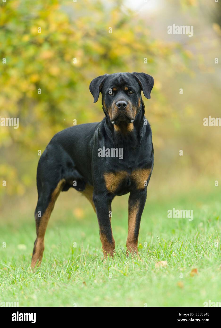 Rottweiler. Adult dog standing in a meadow. Germany Stock Photo - Alamy