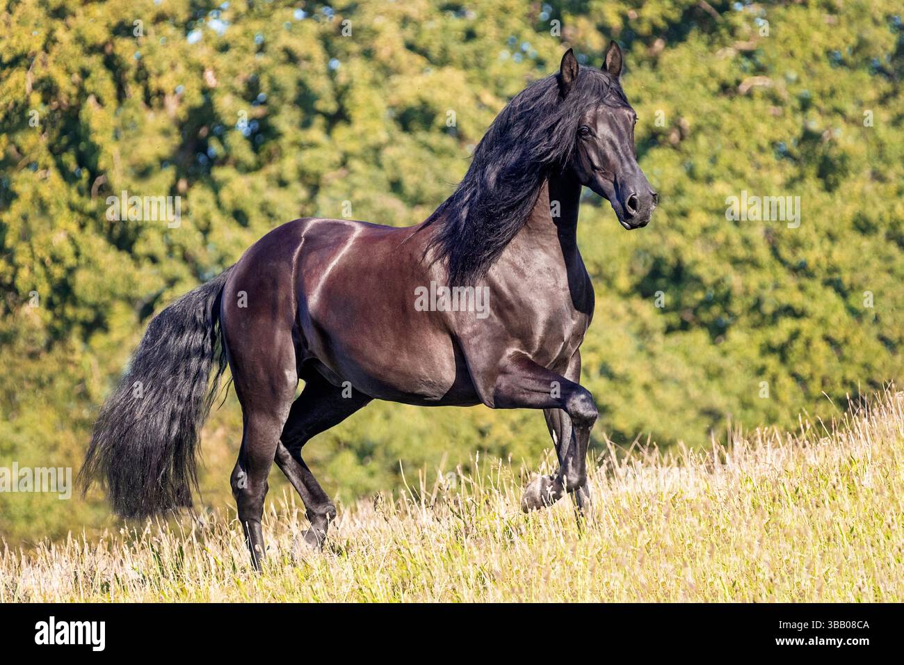 Pure Spanish Horse, Andalusian. Black gelding trotting 10 a pasture ...