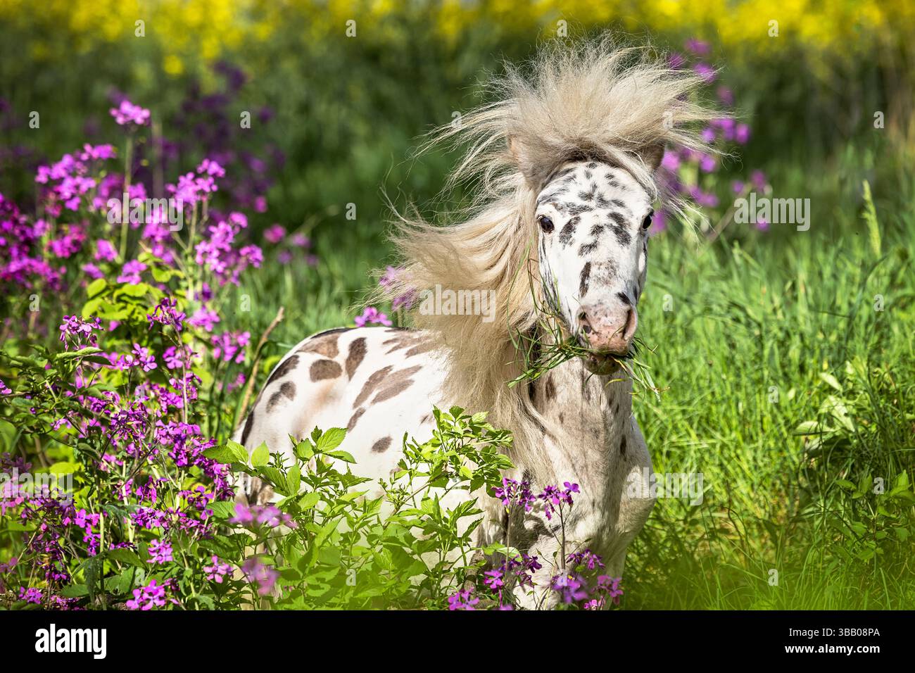 Miniature Appaloosa. Adult horse standing on a pasture. Germany Stock ...