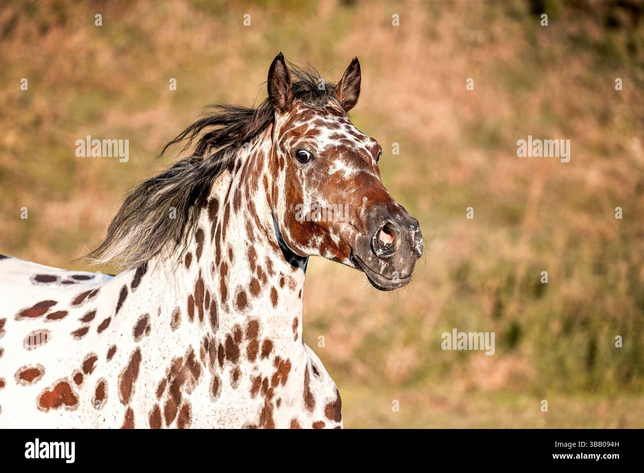 Knabstrup. Portrait of a leopard-spotted gelding with mane flowing ...