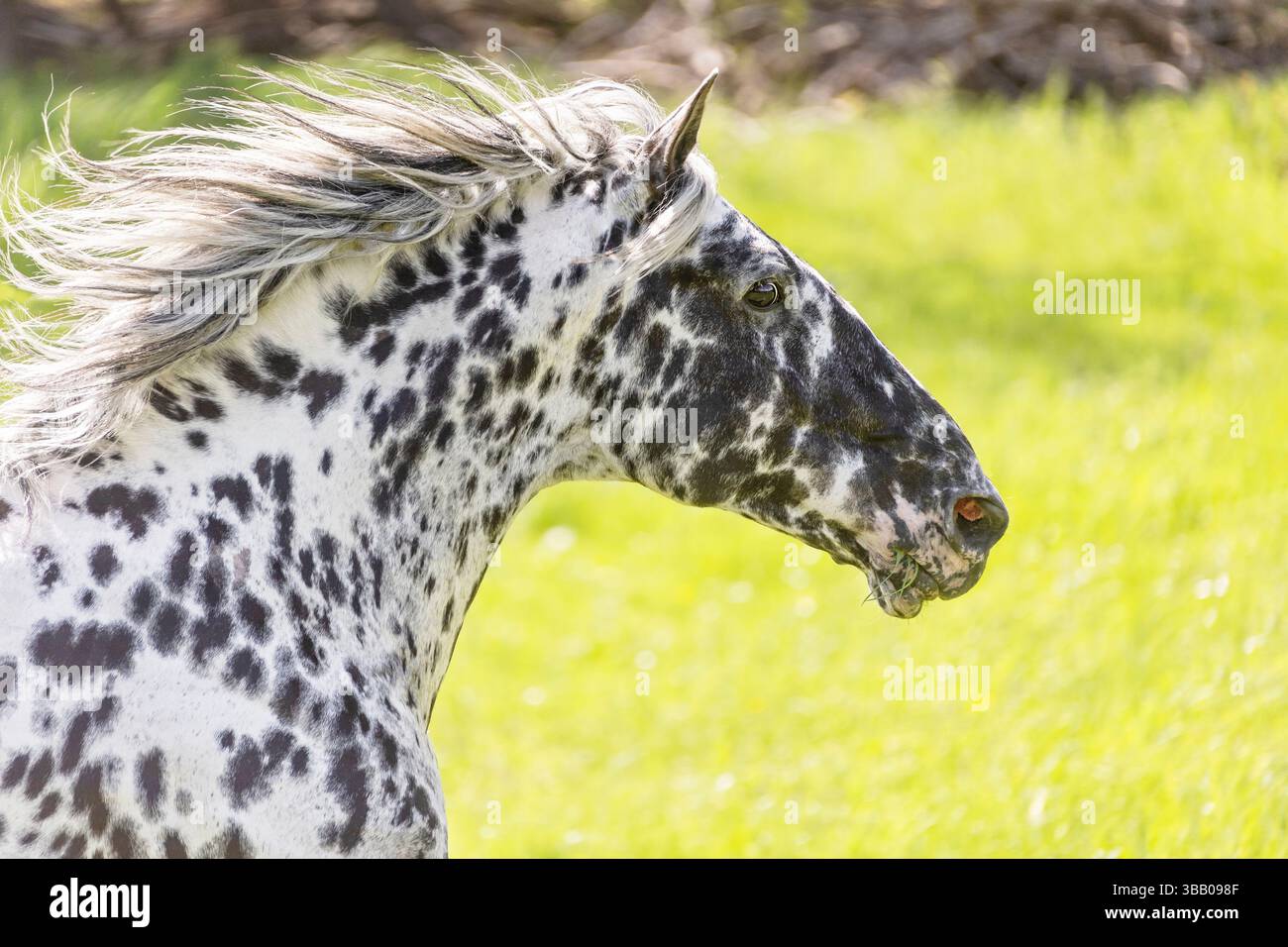Knabstrup. Portrait of a leopard-spotted stallion, with mane flowing ...