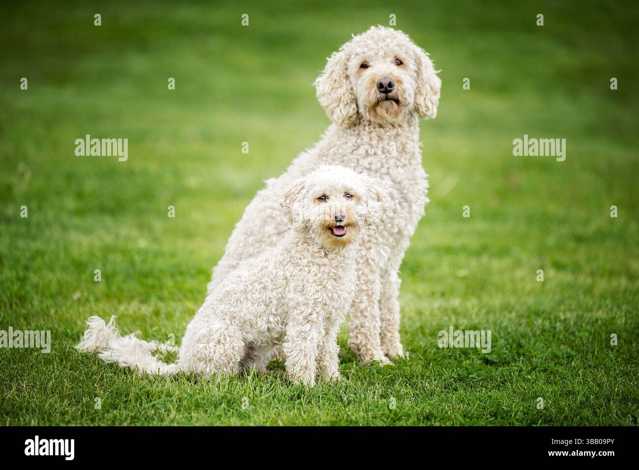 Miniature Poodle and Labradoodle x Goldendoodle. Two adults sitting on ...