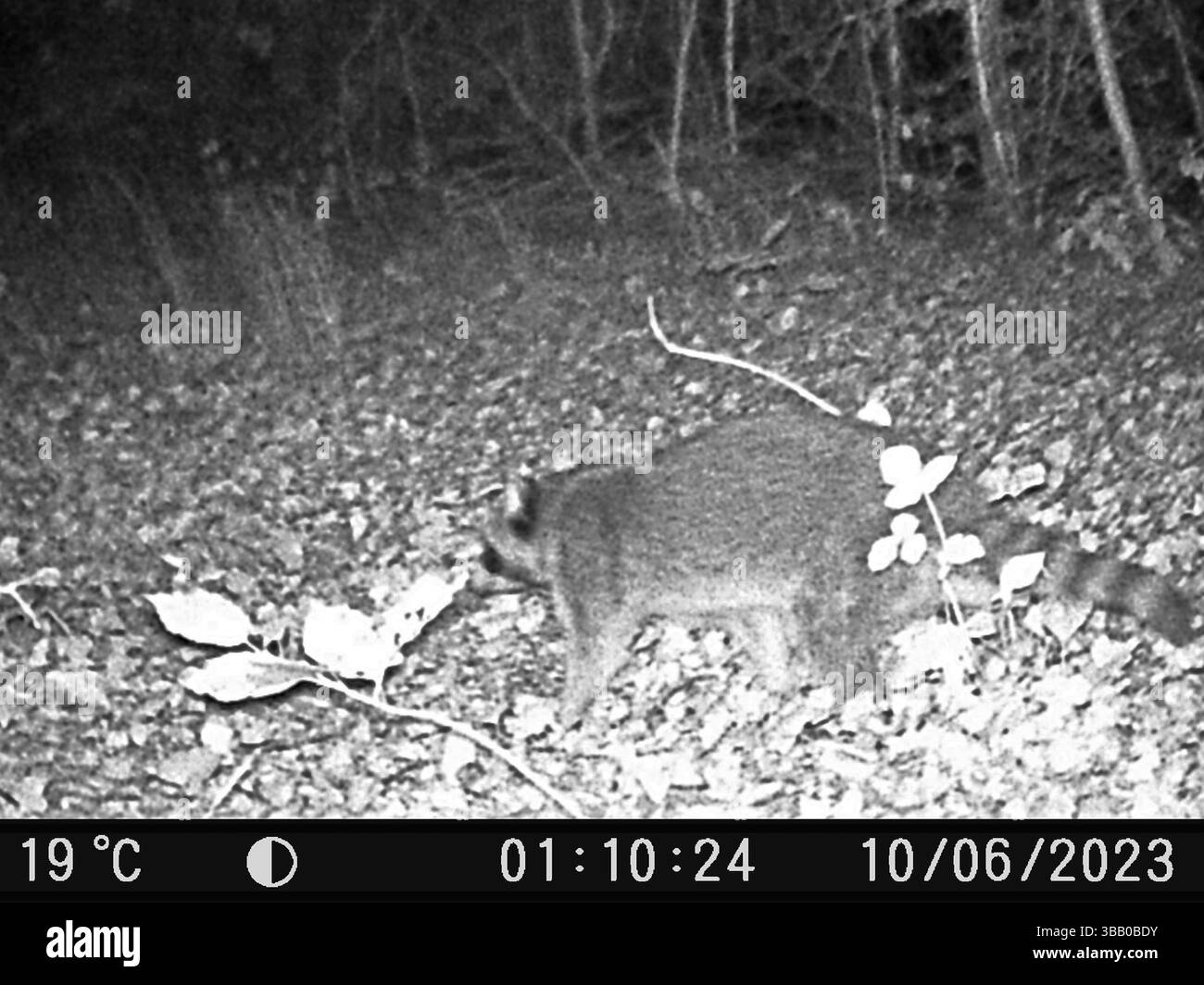 A camera trap that takes video and photos in all weathers using a ...