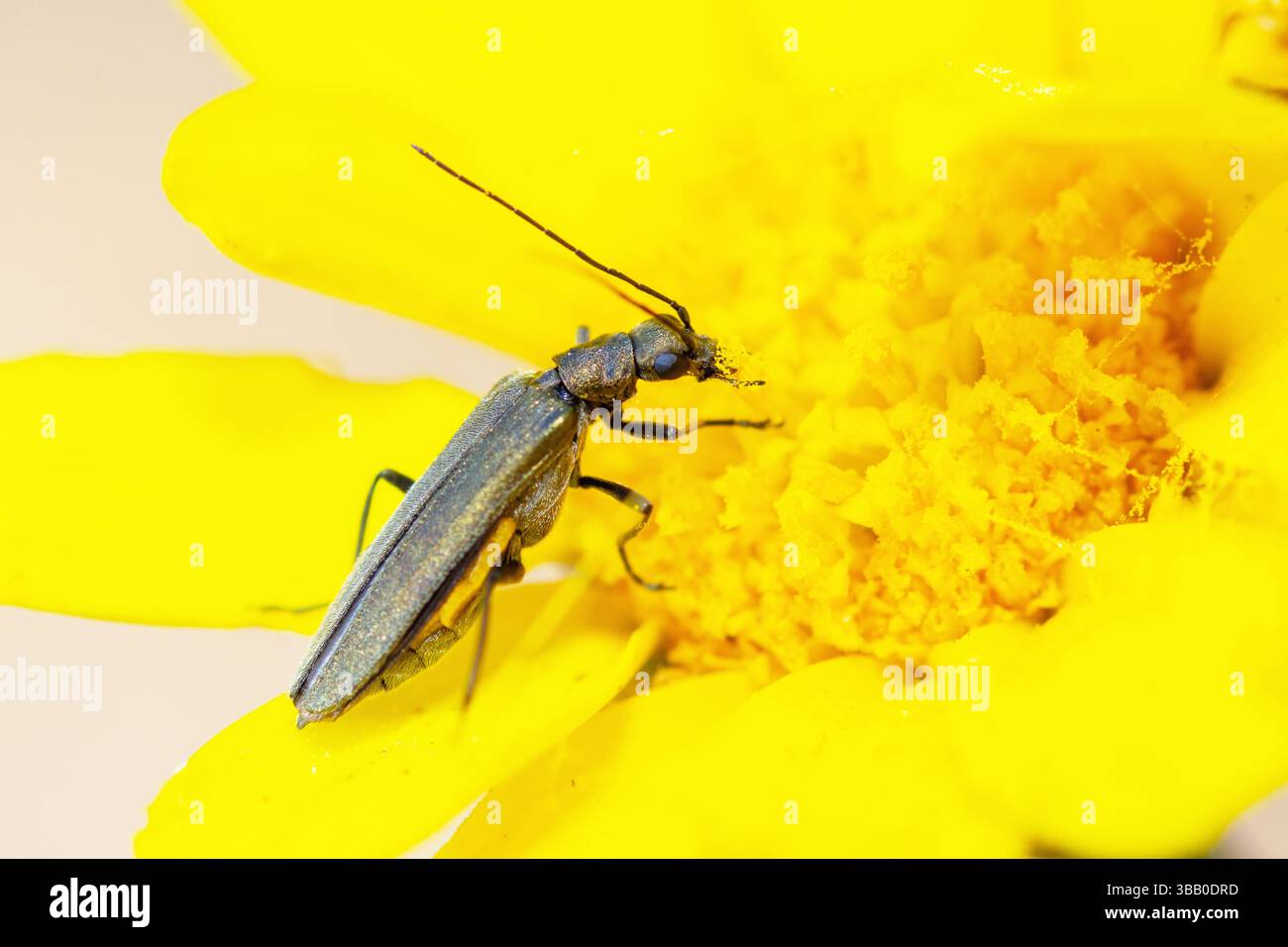 Beetle pollinator coleoptera feeding hi-res stock photography and ...