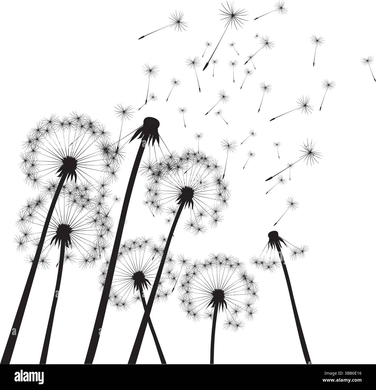 Black vector dandelions. Outline Illustration. Season plant in garden ...