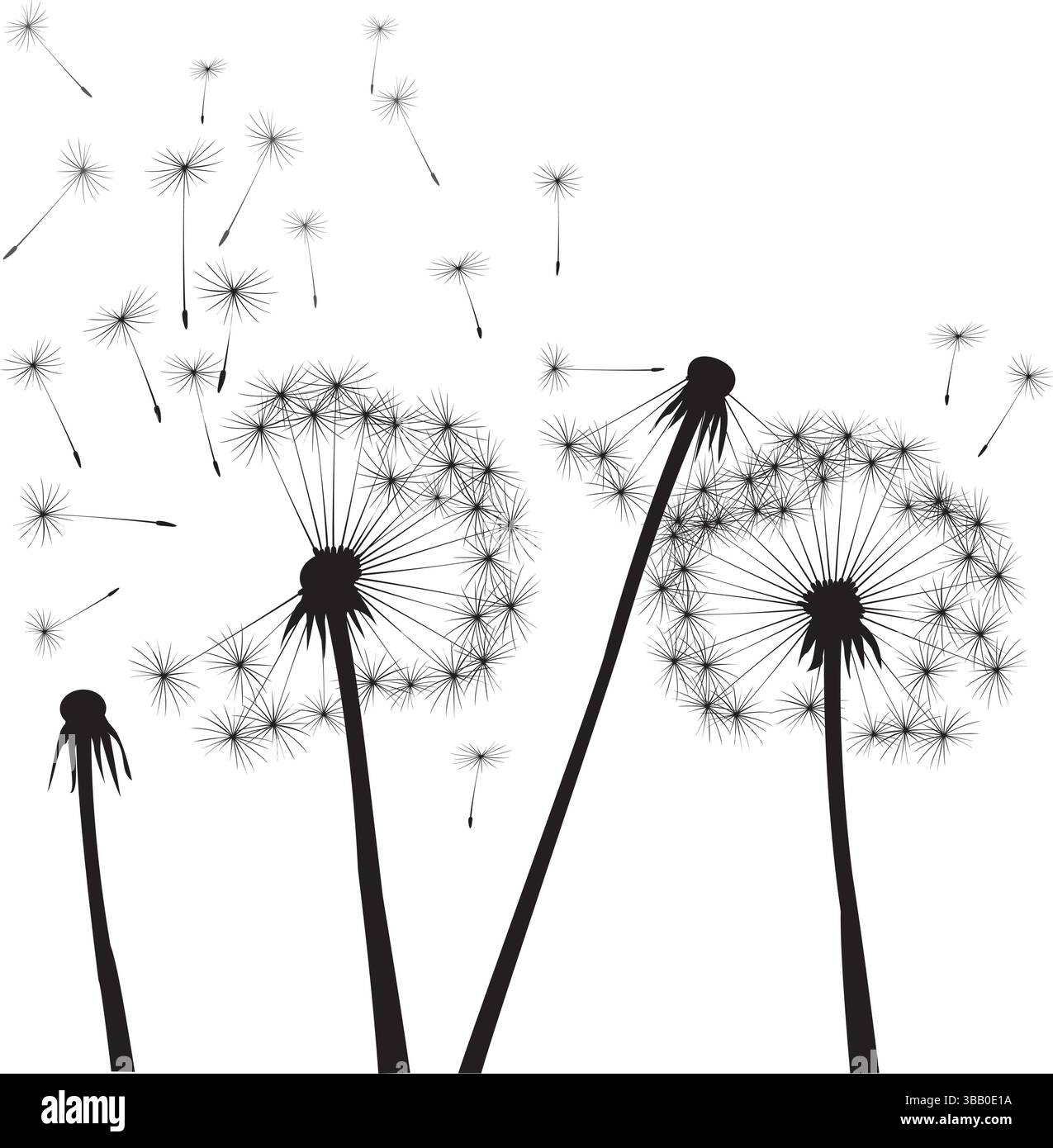 Black vector dandelions. Outline Illustration. Season plant in garden ...