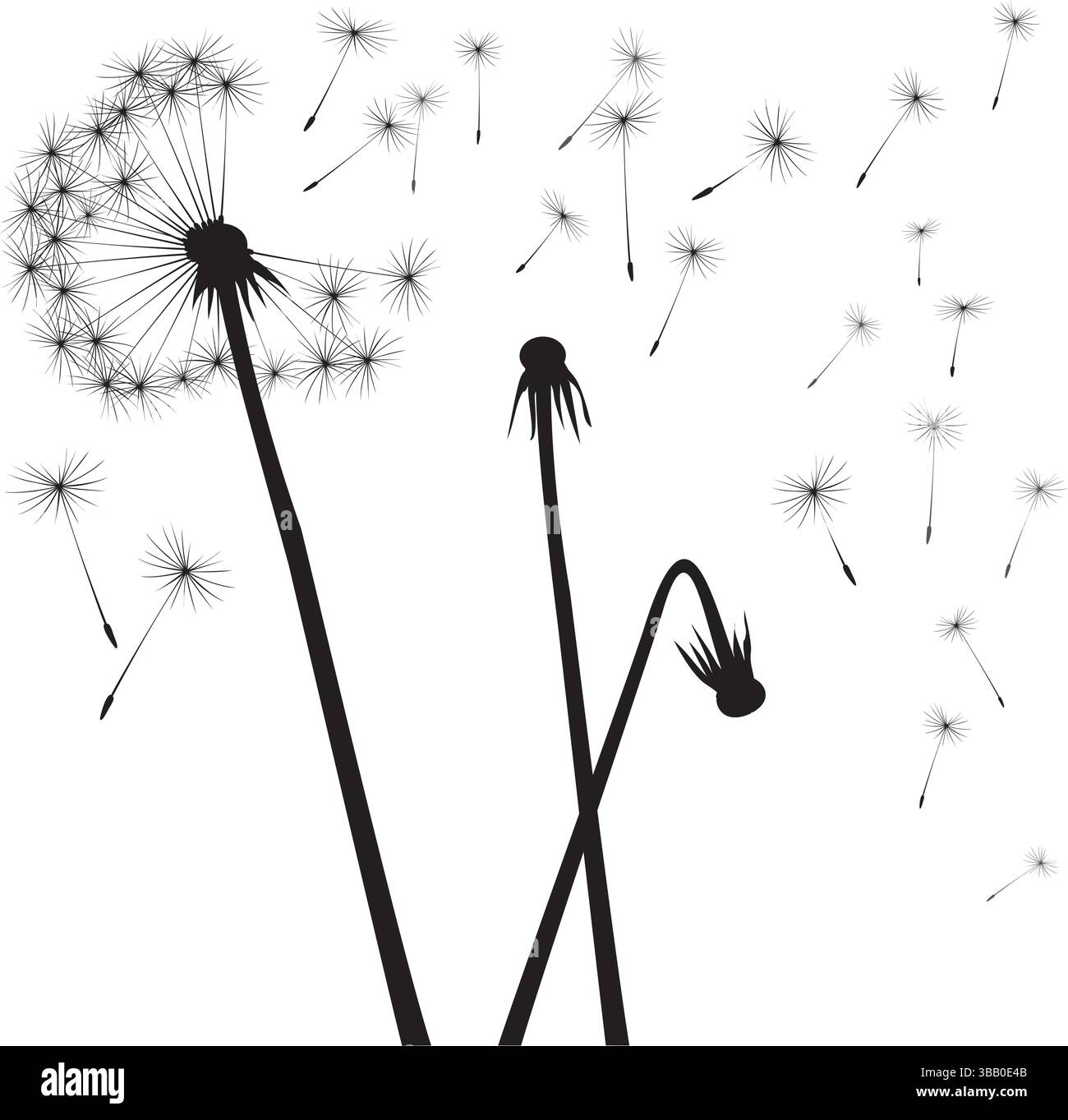 Black vector dandelions. Outline Illustration. Season plant in garden ...