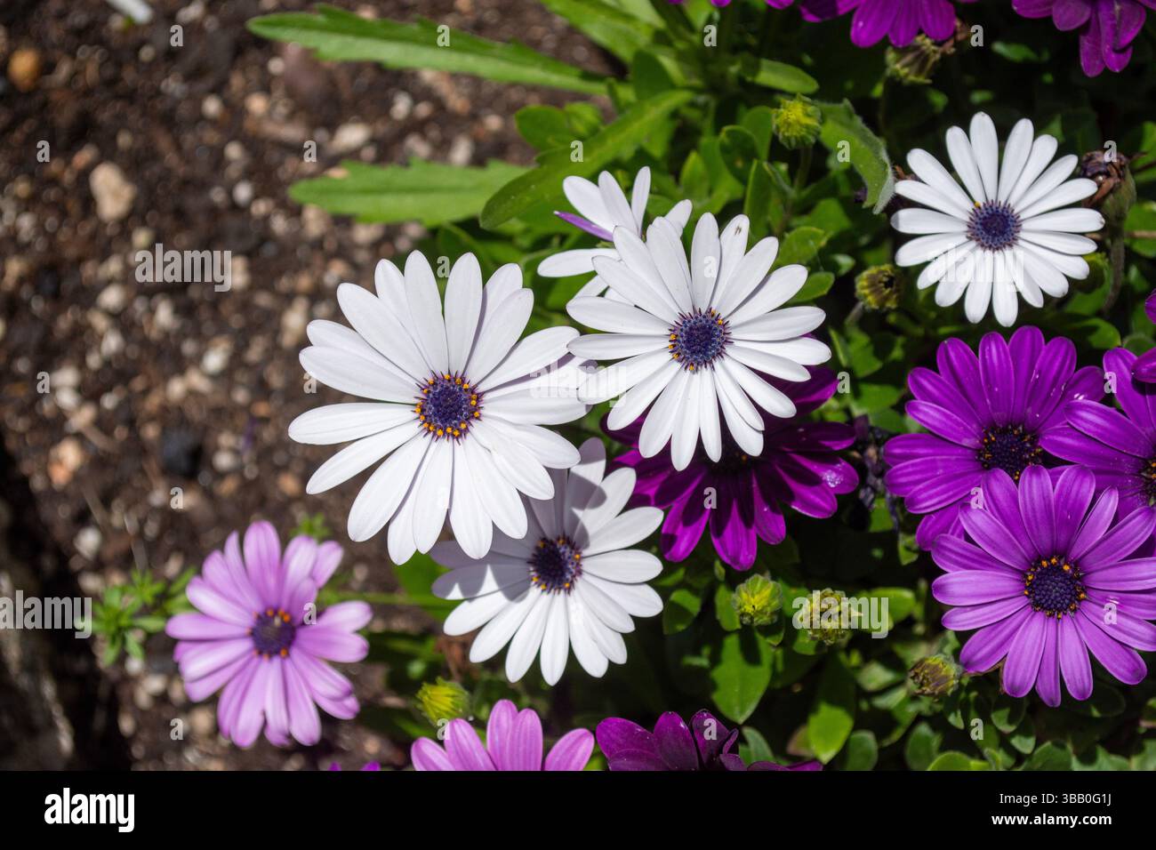 Margaritas africanas blancas hi-res stock photography and images - Alamy