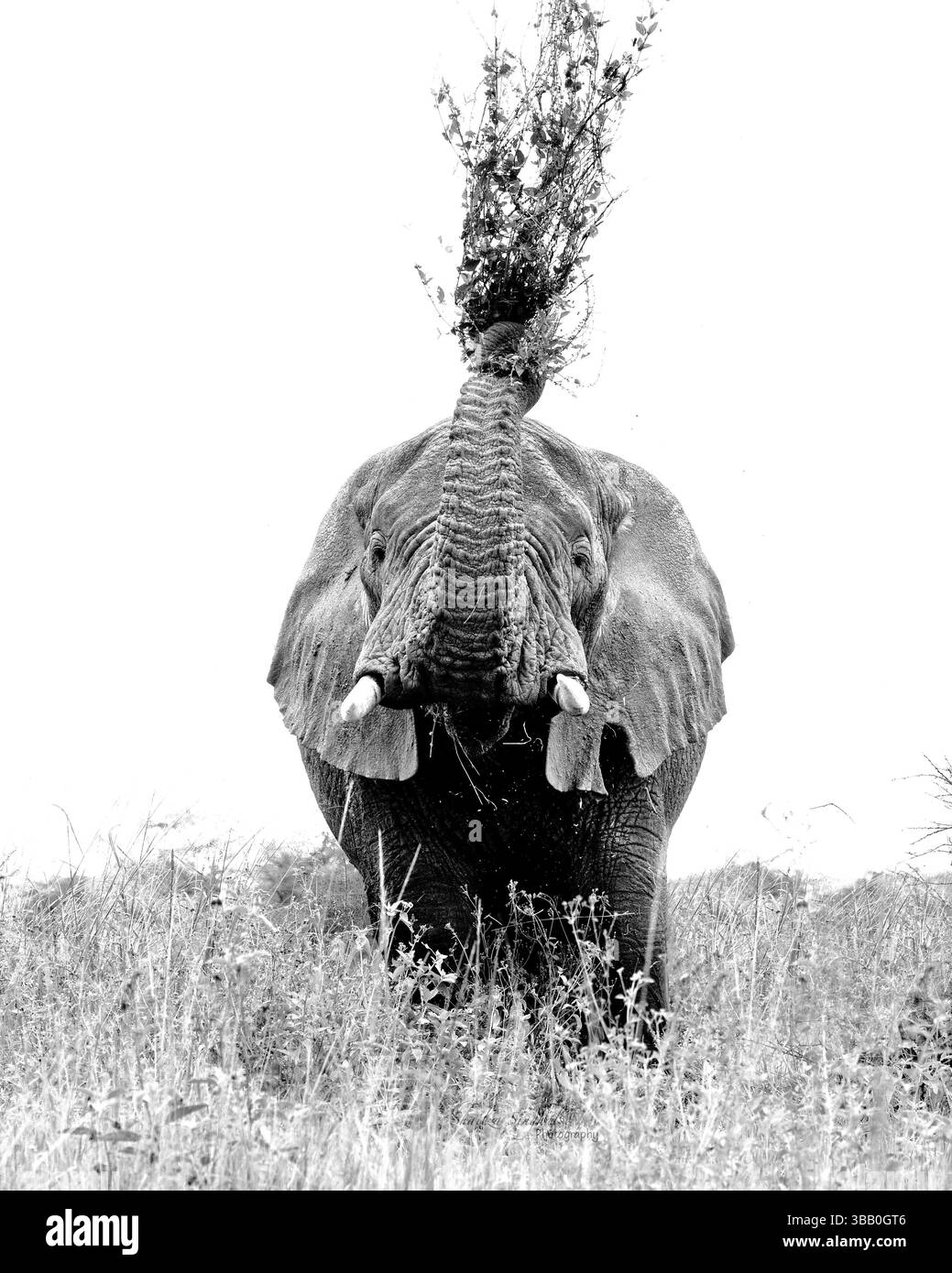 Editorial artwork Black and White Stock Photos & Images - Alamy