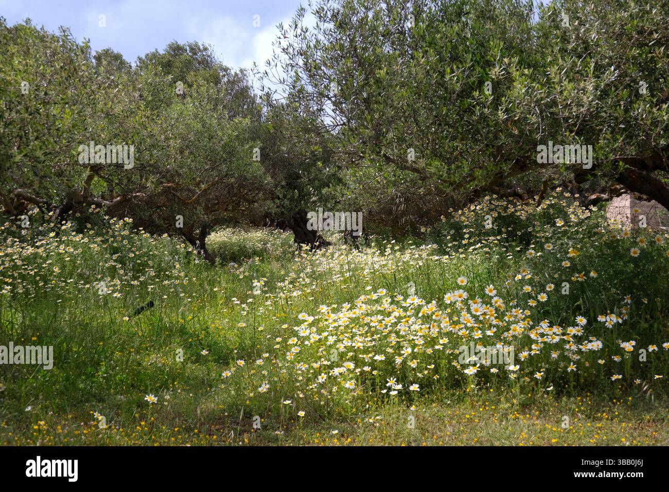 Olive orchard with undergrowth of Garland chrysanthemum Stock Photo - Alamy