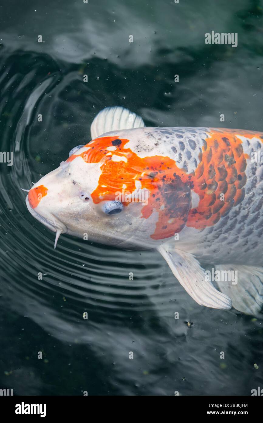 Koi fish swimming in the pond. Portrait of Japanese Koi, Carp fish from ...