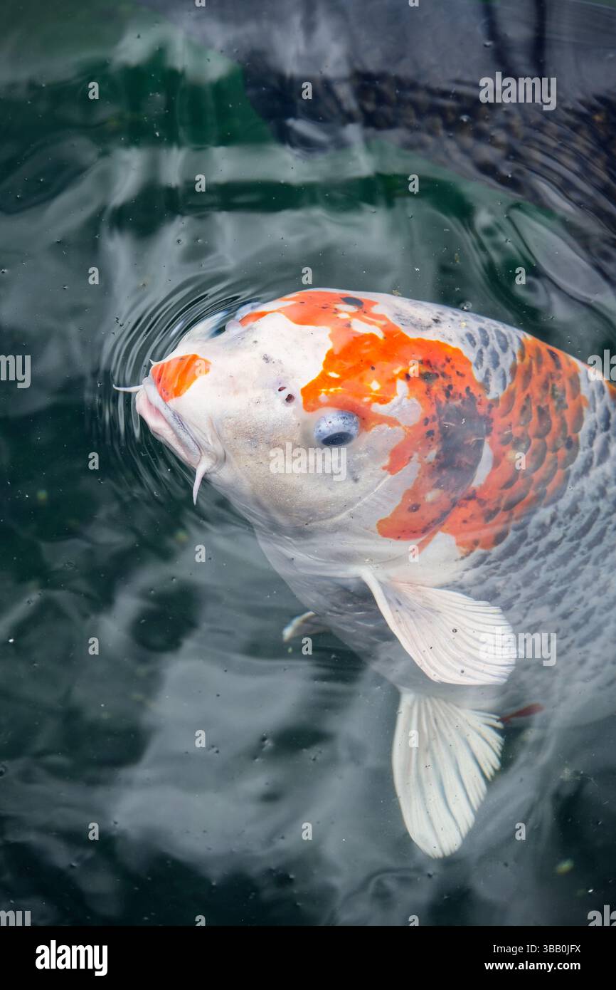 Koi fish swimming in the pond. Portrait of Japanese Koi, Carp fish from ...
