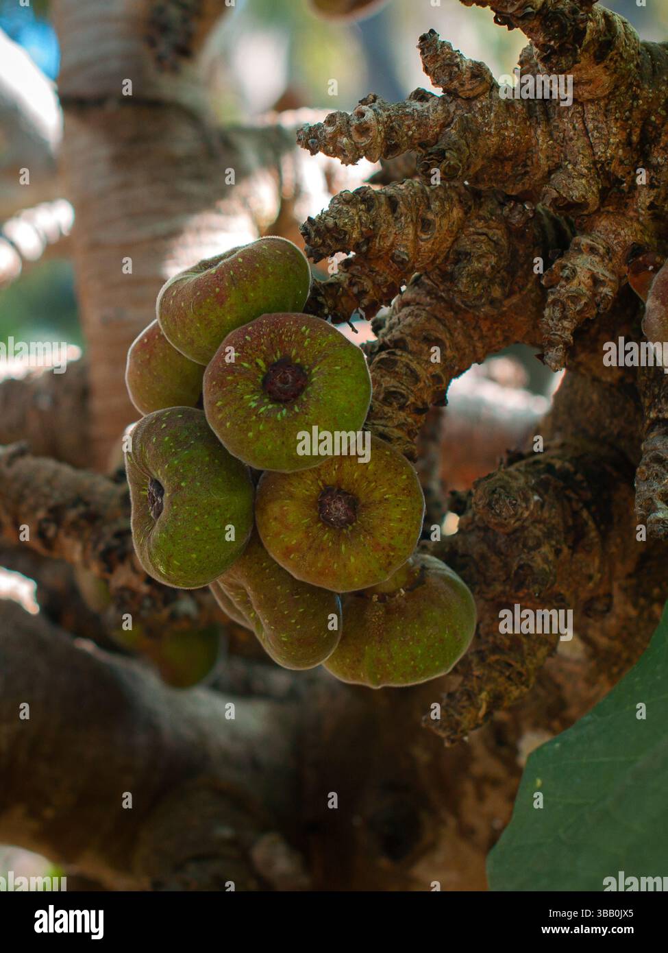 Close-up of green figs growing on a textured tree branch in natural ...