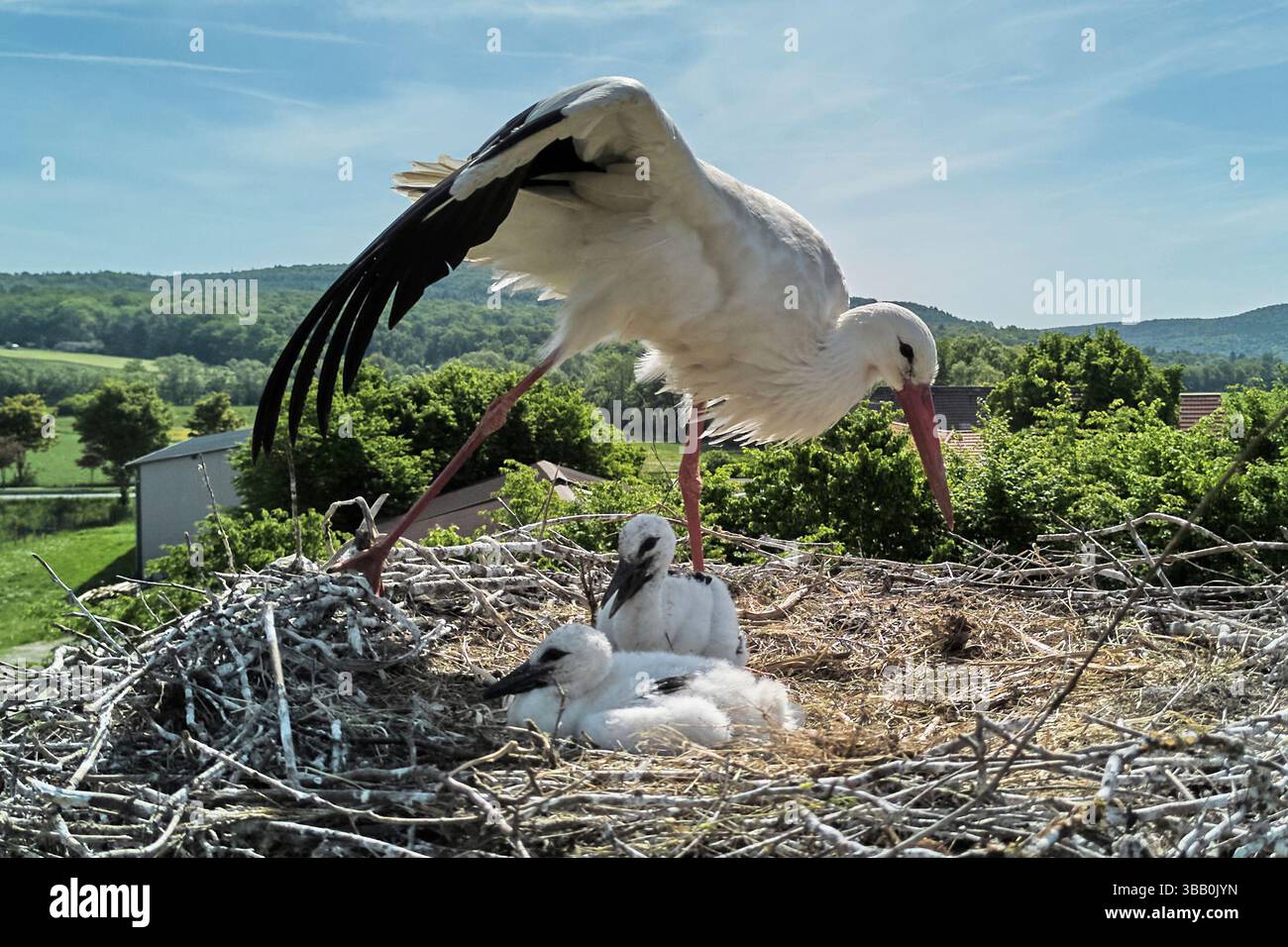 A stork mother and her two starlets sit in their nest in Wehrheim near ...