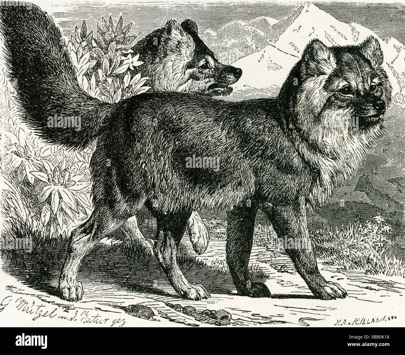 ALPINE WOLF ( Canis alpinus ) - Pair of Alpine Wolves in Northern Asian Mountain Landscape Stock ...