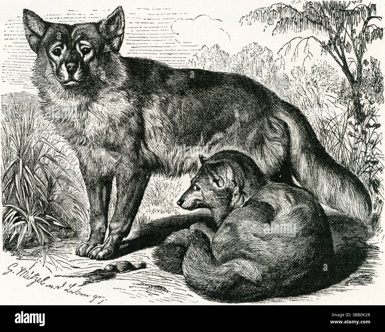 DINGO ( Canis dingo ) - Pair of Australian Dingoes Standing and Resting ...