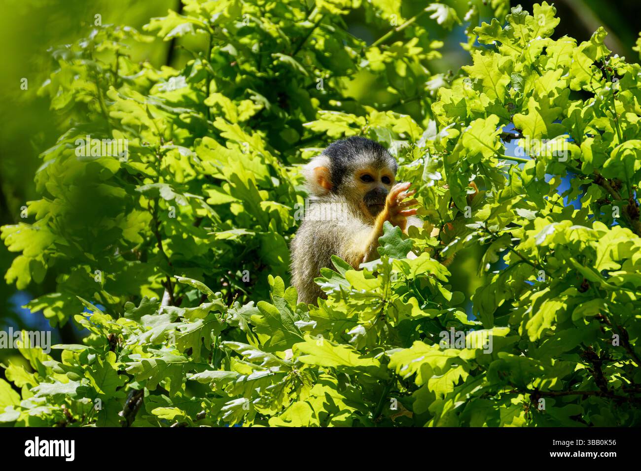 The black-crowned squirrel monkey eating some plants high in the trees ...