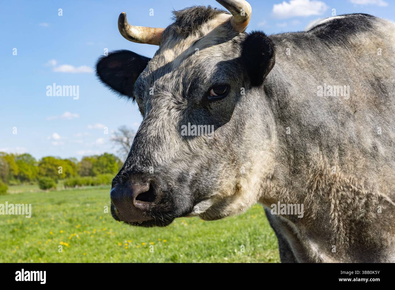 Animal cow farm pasture hi-res stock photography and images - Alamy