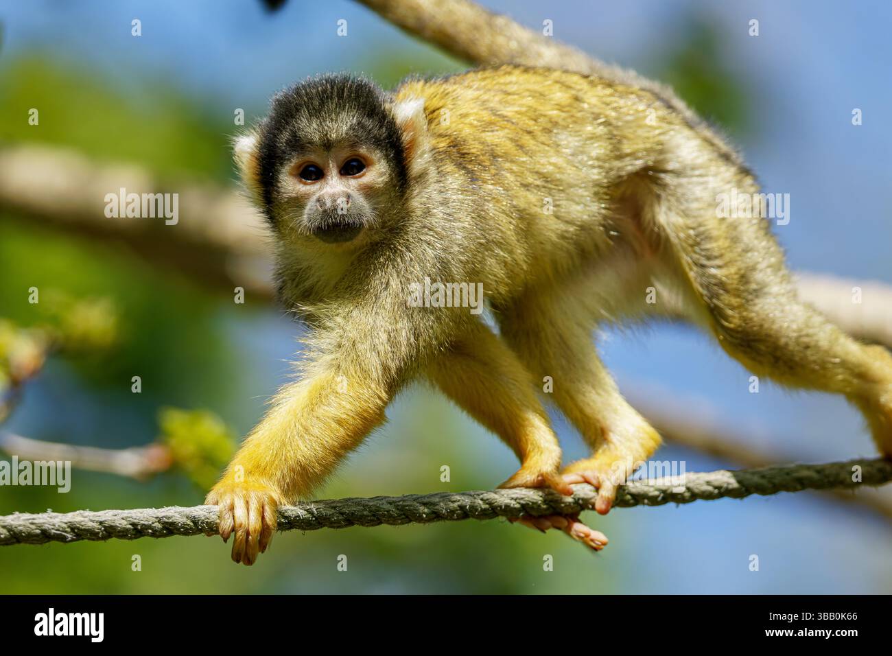 A squirrel monkey balancing on a rope with a blurred natural background ...