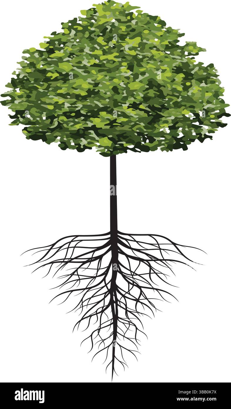 Orange roots Stock Vector Images - Alamy