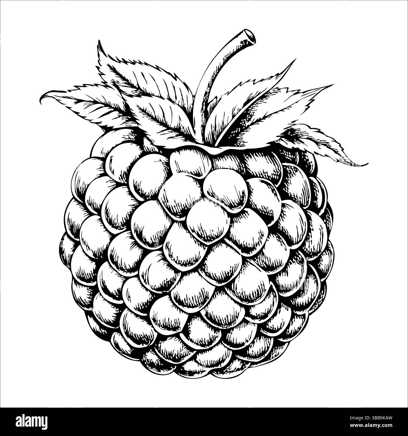 Vintage black and white illustration of a raspberry with leaves in ...