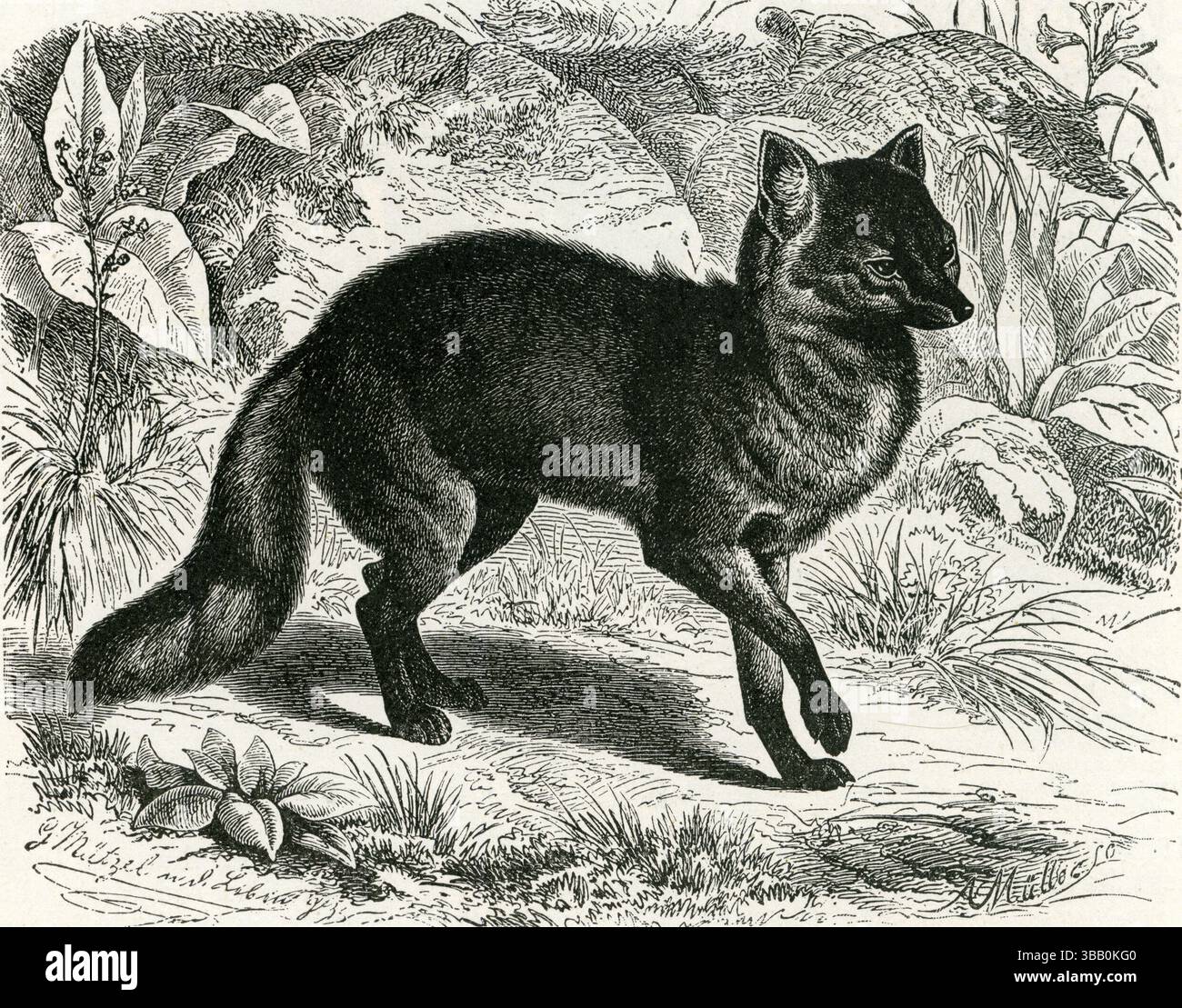 THE CRAB-EATING DOG ( Canis cancrivorous ) - South American Crab-Eating ...