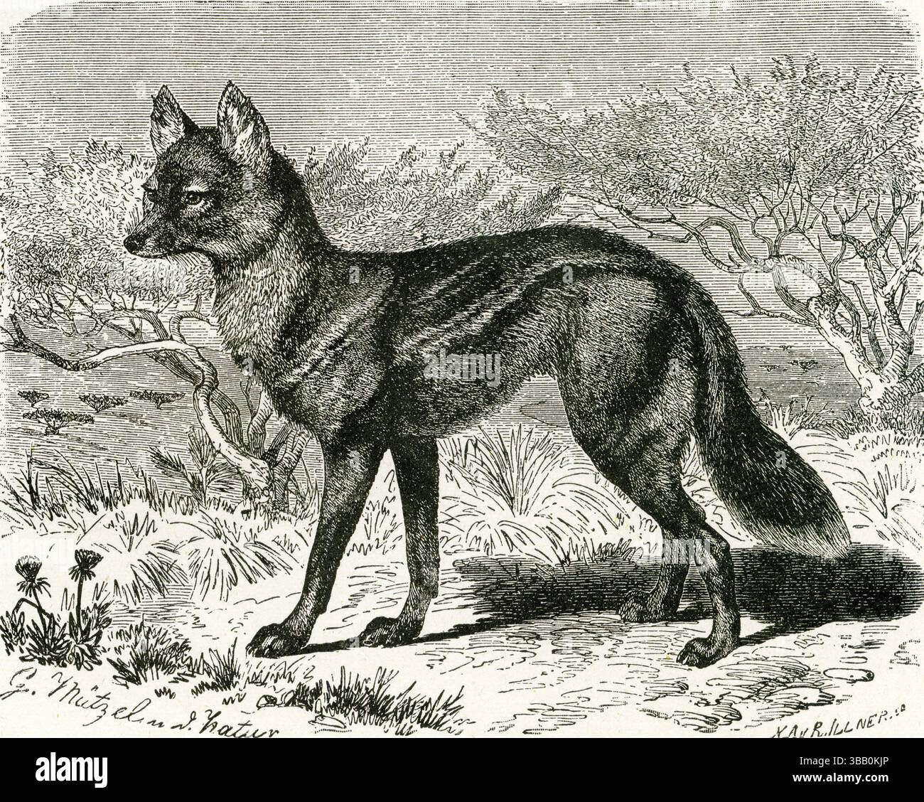 THE STRIPED WOLF ( Canis adustus ) - African Striped Wolf (Canis ...