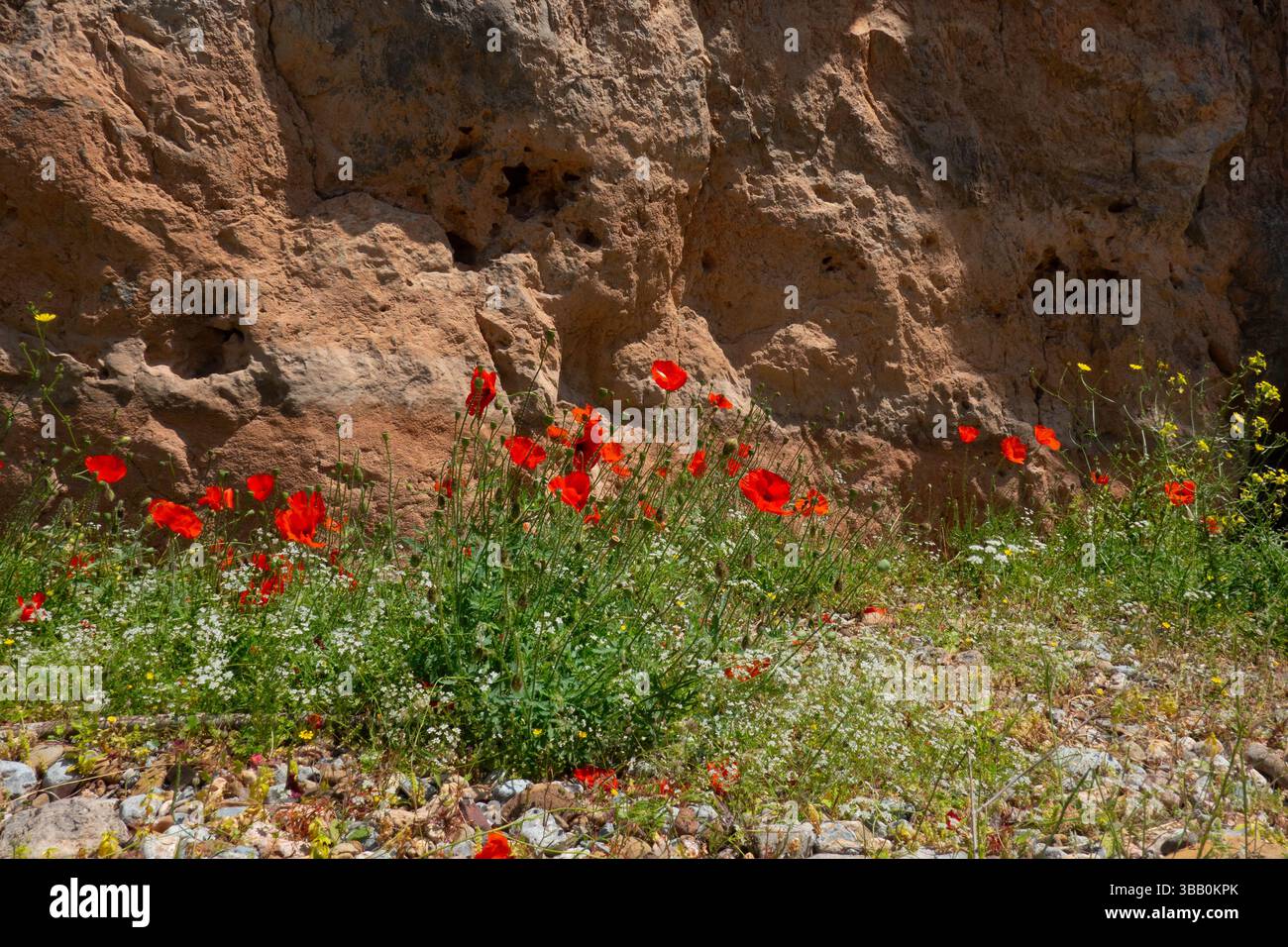 Common poppies growing under harsh conditions between rocks and pebbles ...