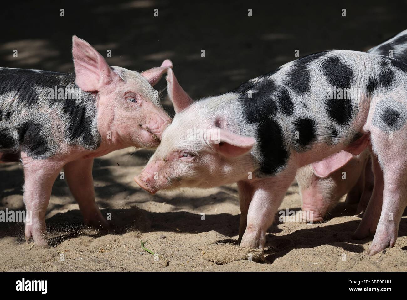 Hamburg, Germany. 14th May, 2025. Piglets of the Bentheimer Landschwein ...