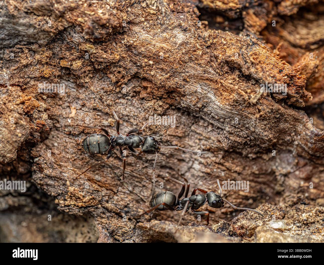 Macro photograph showcasing ants crawling over textured bark ...