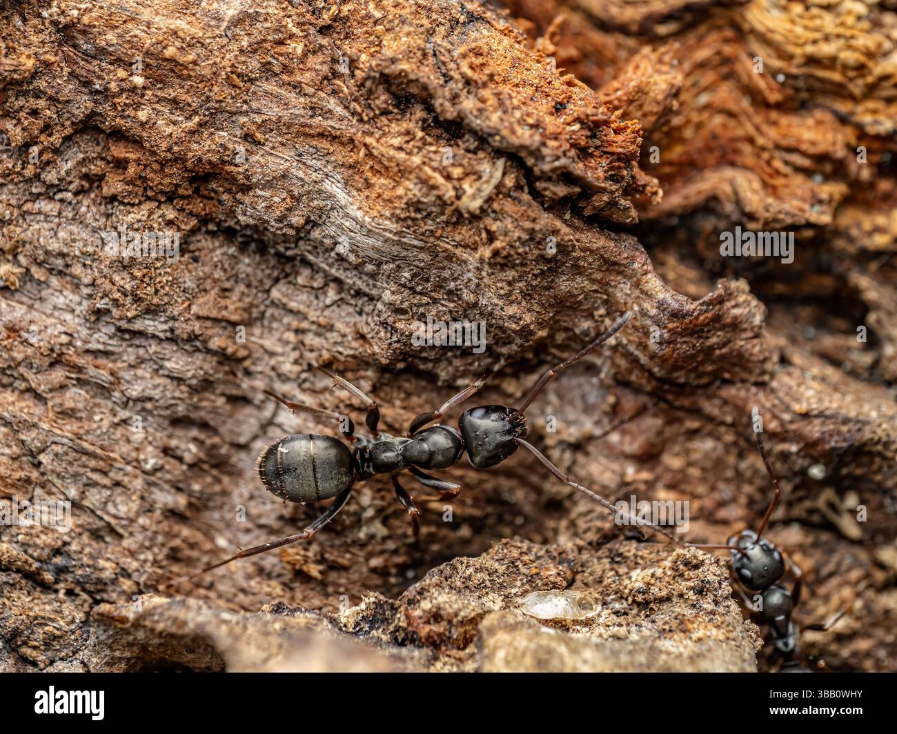 Macro photograph showcasing ants crawling over textured bark ...