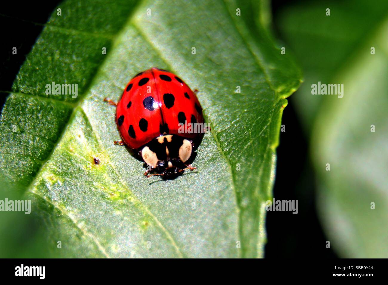 Harlequin Ladybird, 17-Spot Ladybug. Coccinellid, derived from Latin ...