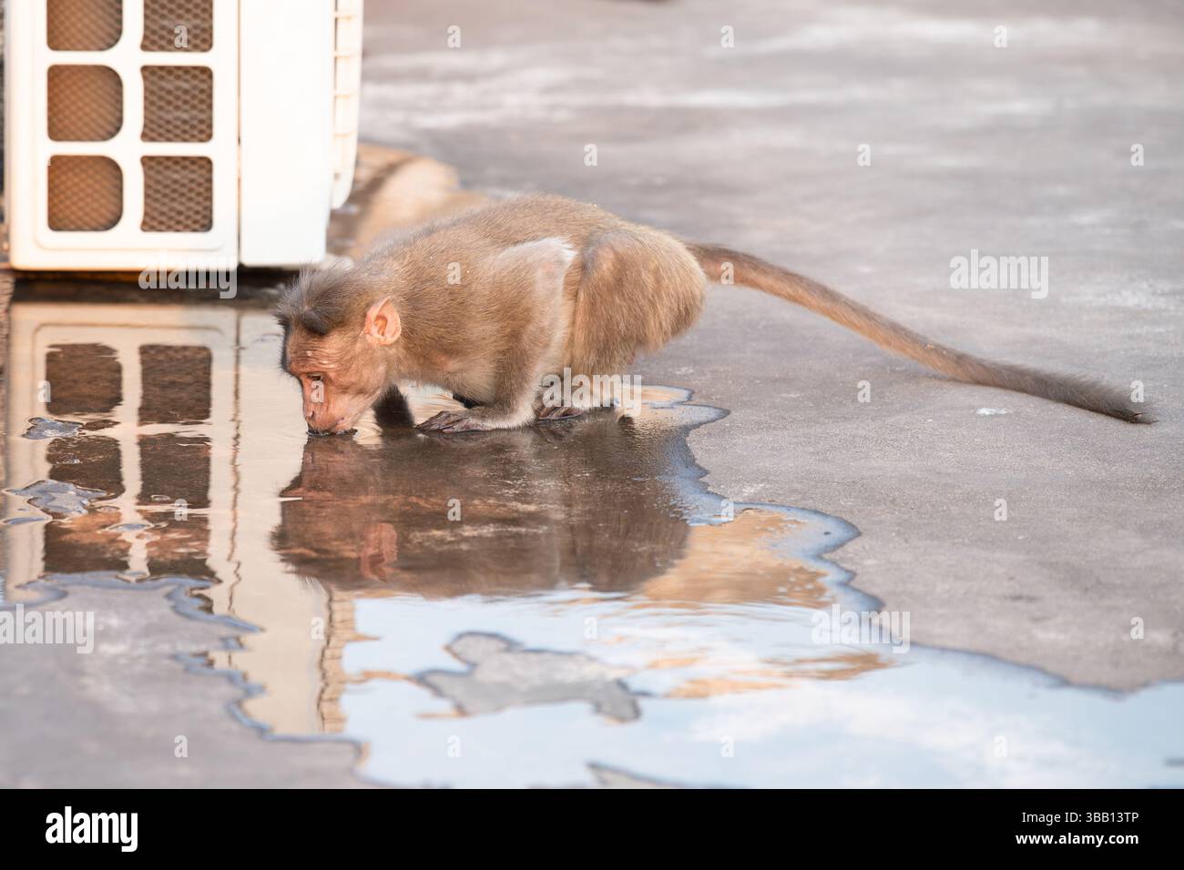 Barbary macaque ape, rhesus monkey drinking water from broken air ...