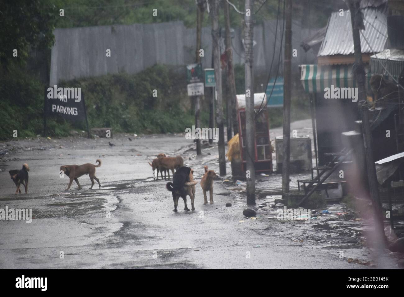 A group of street dogs are seen while matting on the deserted road of ...