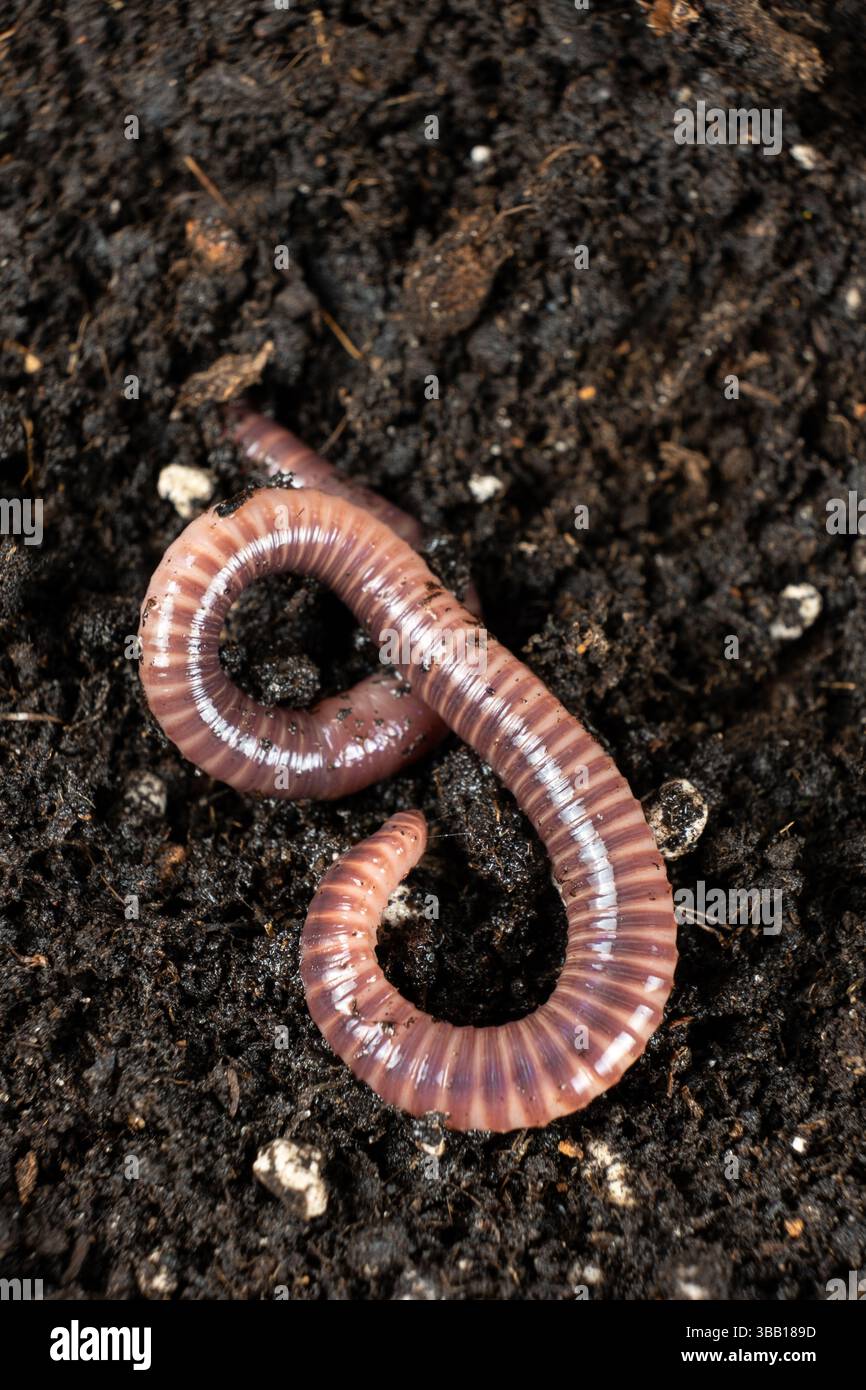 Top view of earthworm Eisenia fetida macro vertical shooting Stock ...