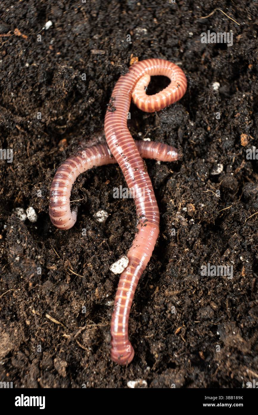 Top view of earthworm Eisenia fetida macro vertical shooting Stock ...