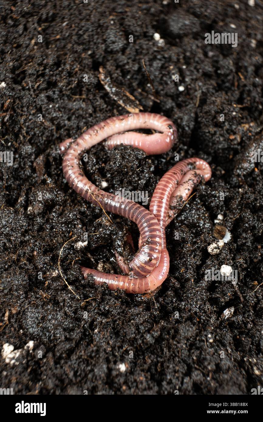 Earthworm on Soil Close-Up Macro View Stock Photo - Alamy