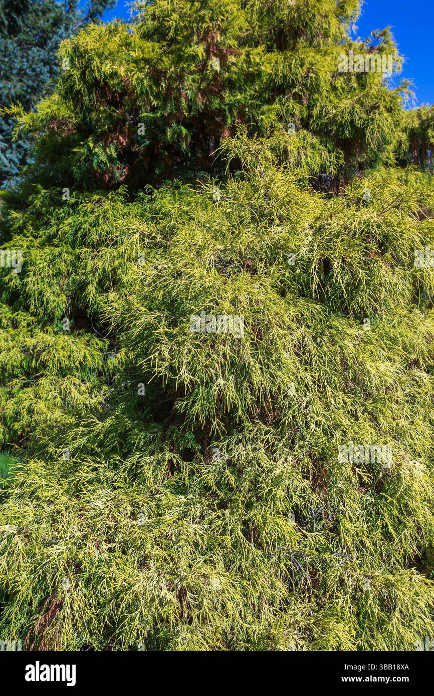 Pisifera hi-res stock photography and images - Alamy