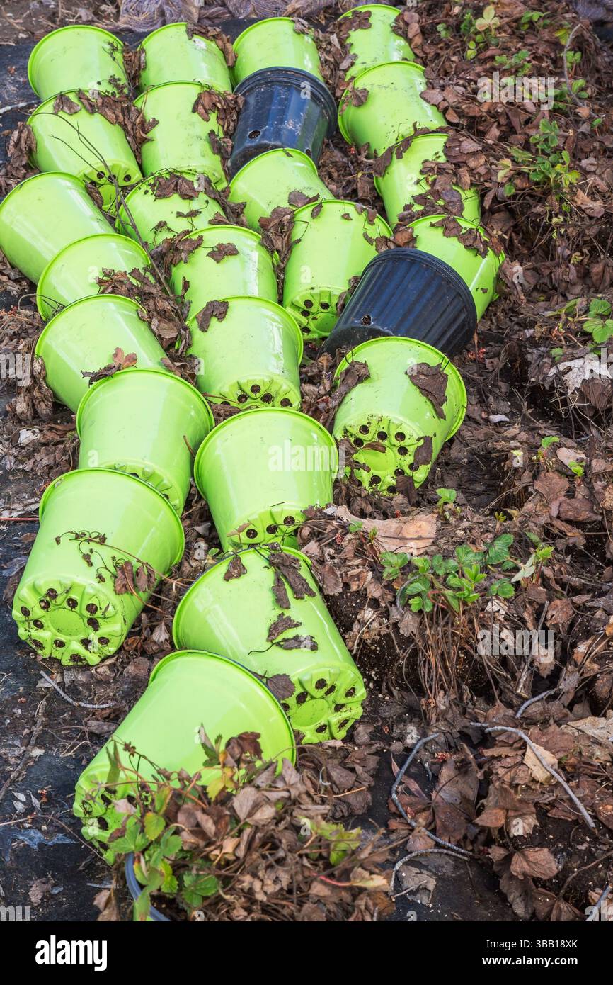 Withered plants in discarded tipped over lime green plastic containers ...