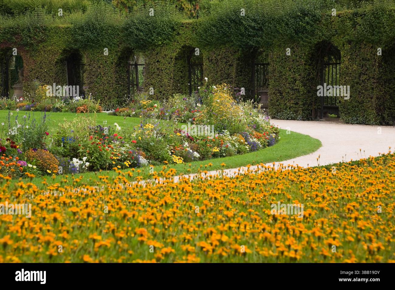 Mass of orange flowers and mixed flower borders, deciduous tree hedge ...