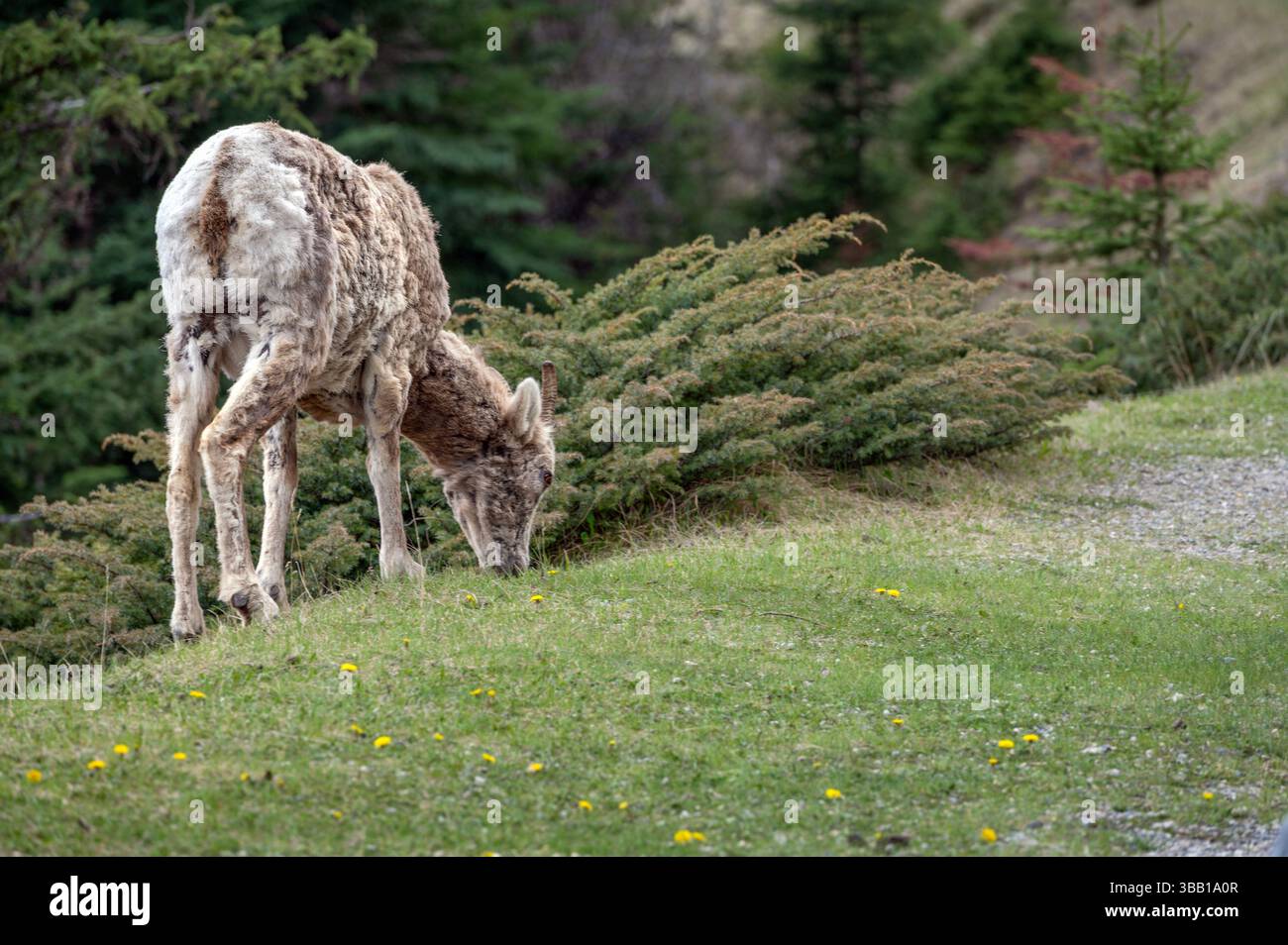 Grazing yearling bighorn sheep (Ovis canadensis) on a ridge in Banff ...