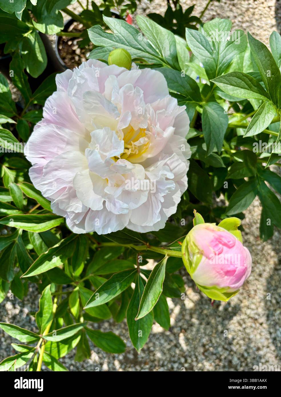 Peony flower. White peonies bloom in summer garden. Peonies blooming ...